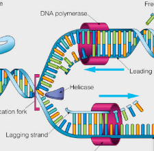 Stefan Lanka on DNA – The Library of Atlantis